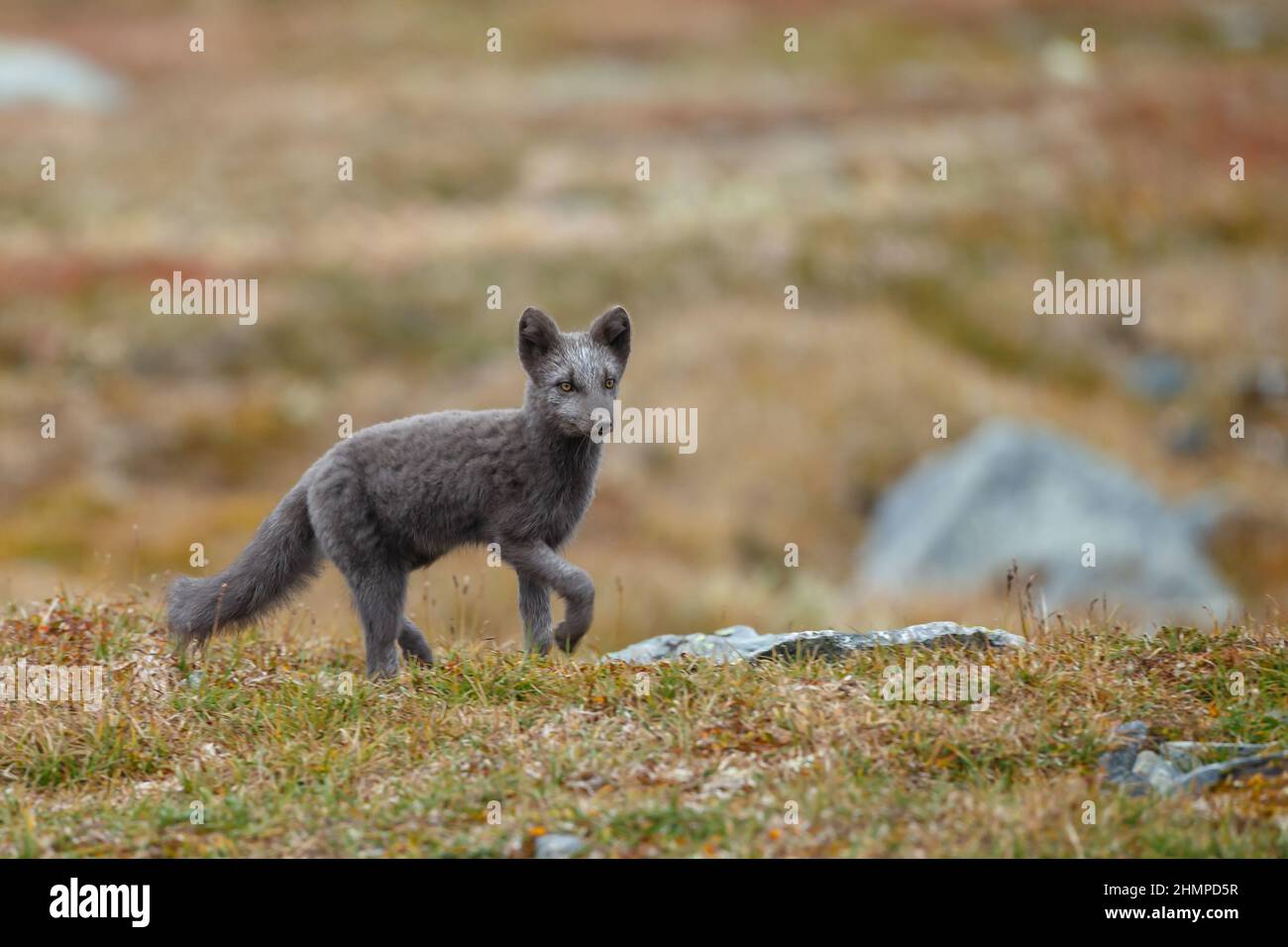 Arctic fox in nature Stock Photo - Alamy
