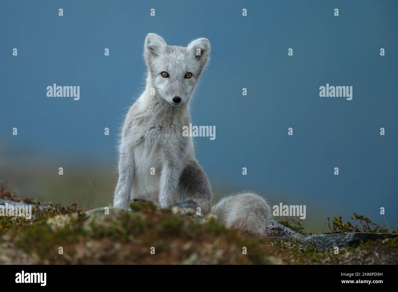Arctic fox in nature Stock Photo - Alamy