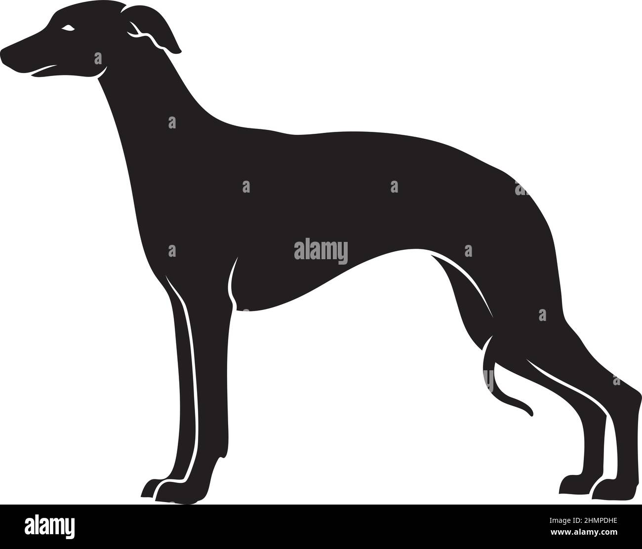 Whippet dog illustration Stock Vector Images - Alamy