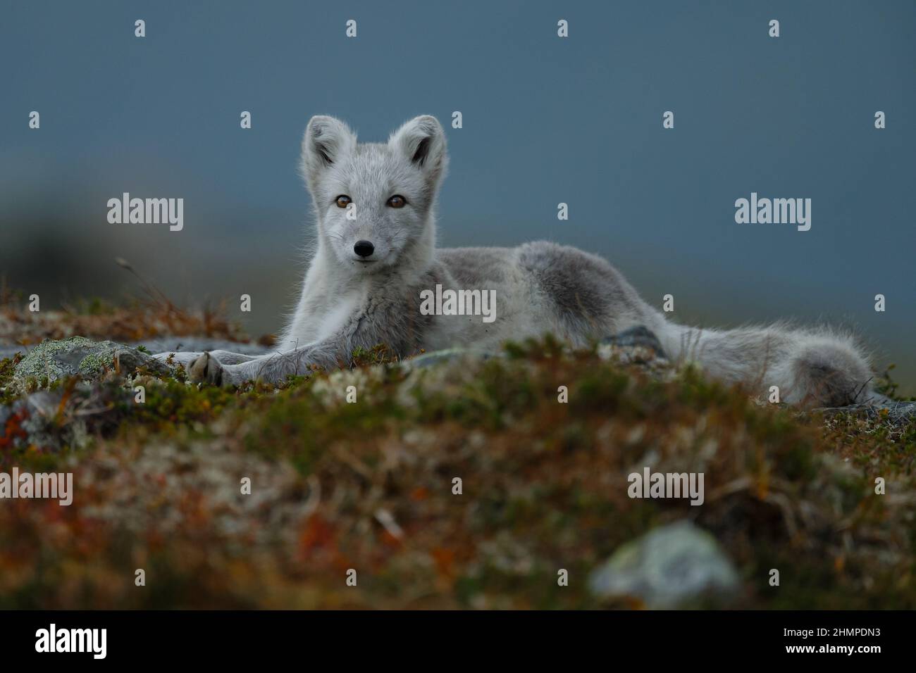 Arctic fox in nature Stock Photo - Alamy