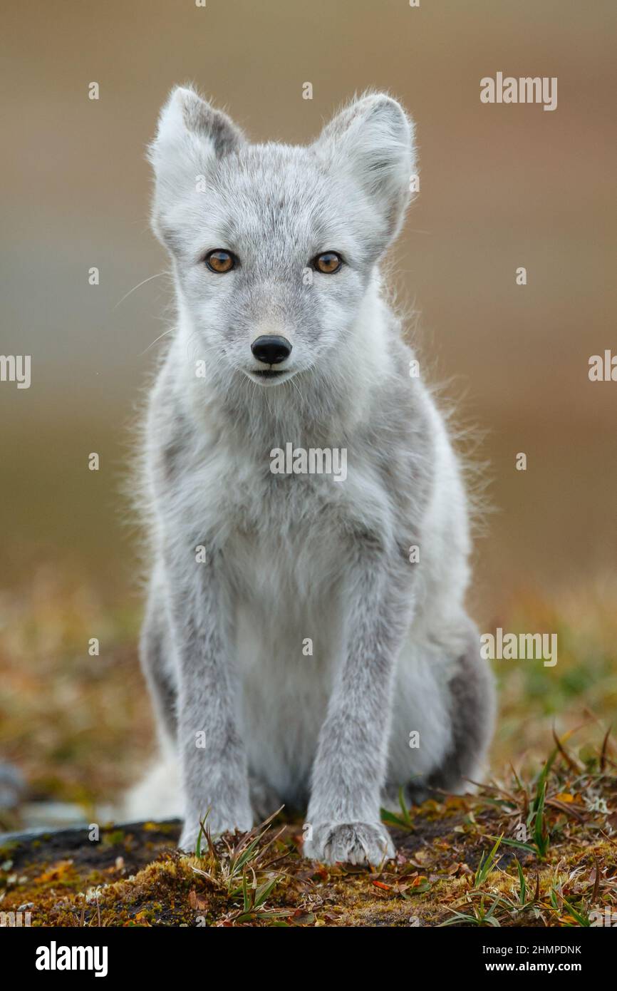 Arctic fox in nature Stock Photo - Alamy