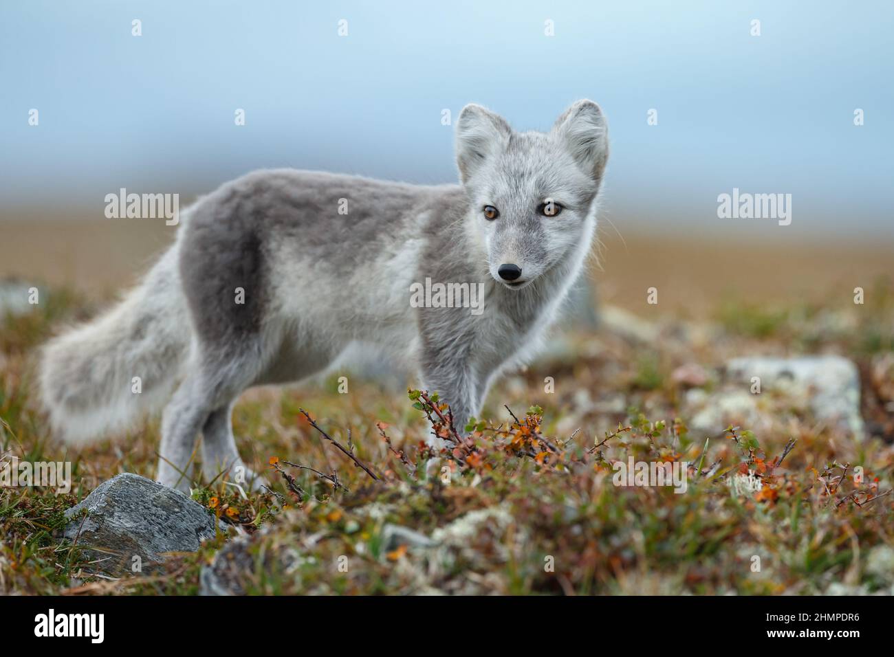 Arctic fox in nature Stock Photo - Alamy