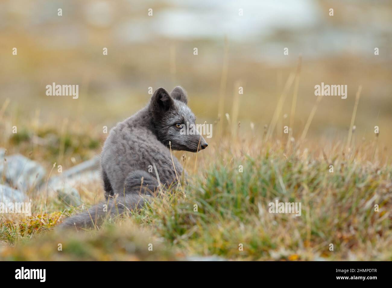 Arctic fox in nature Stock Photo - Alamy