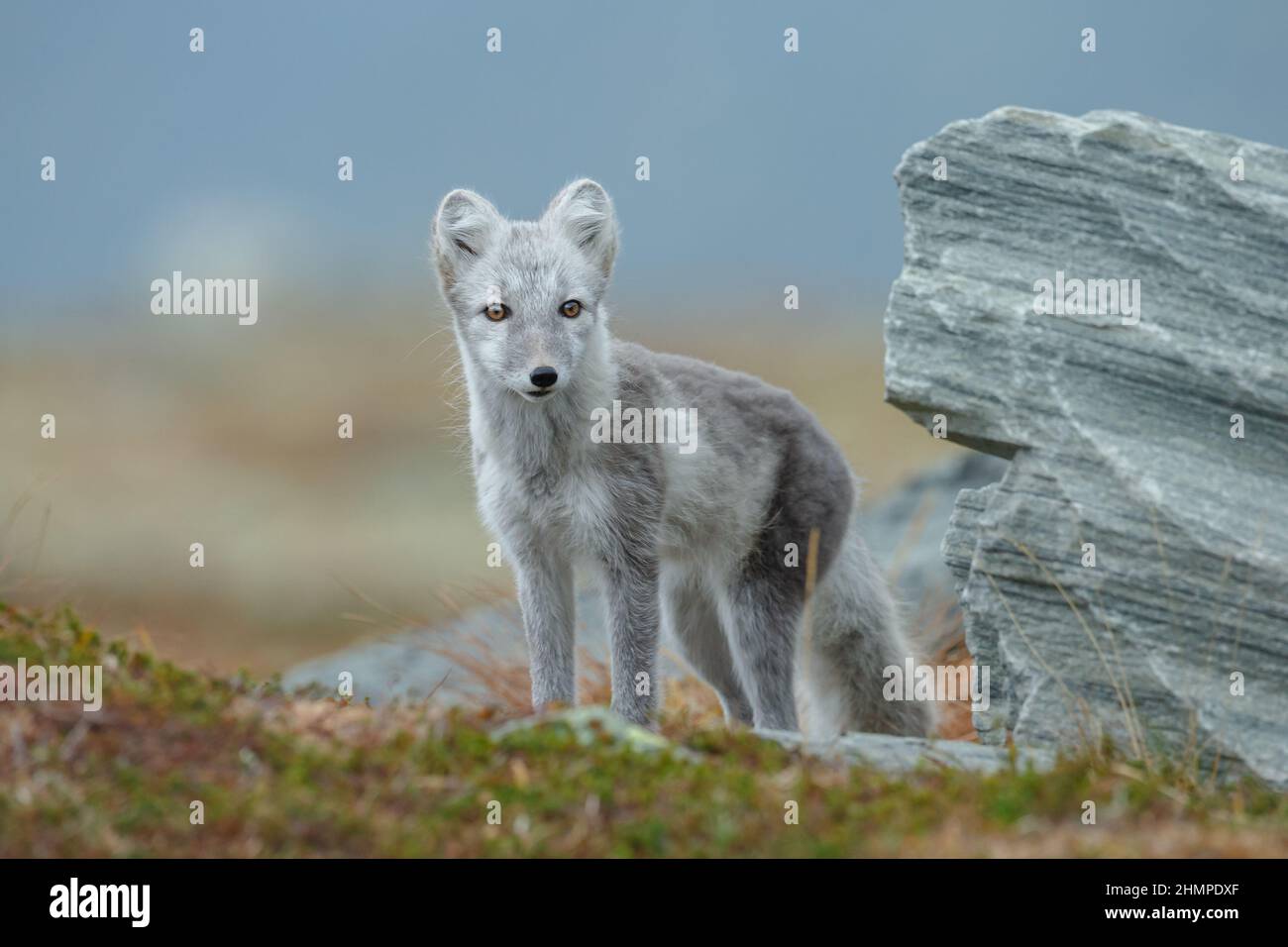 Arctic fox in nature Stock Photo - Alamy