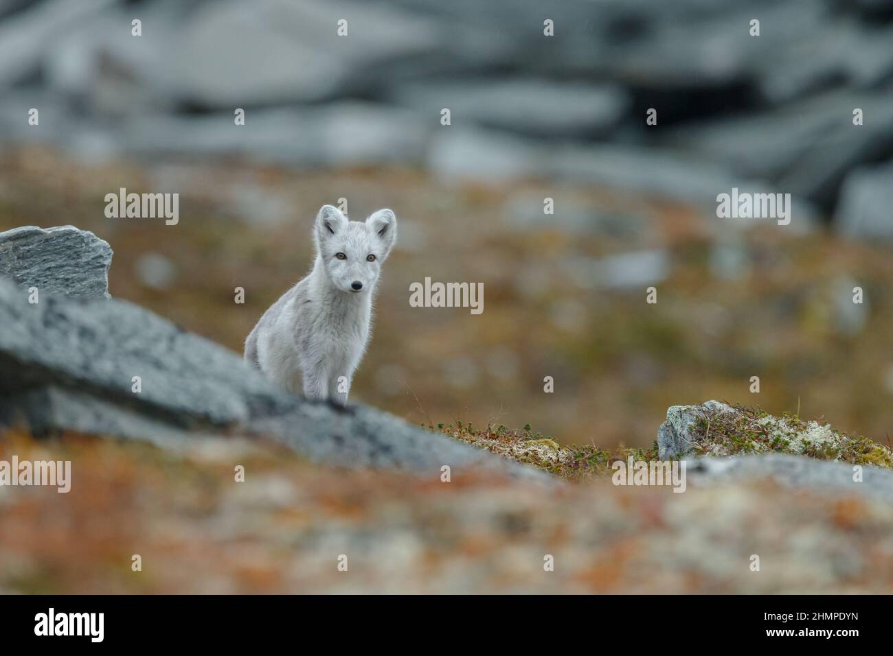 Arctic fox in nature Stock Photo - Alamy