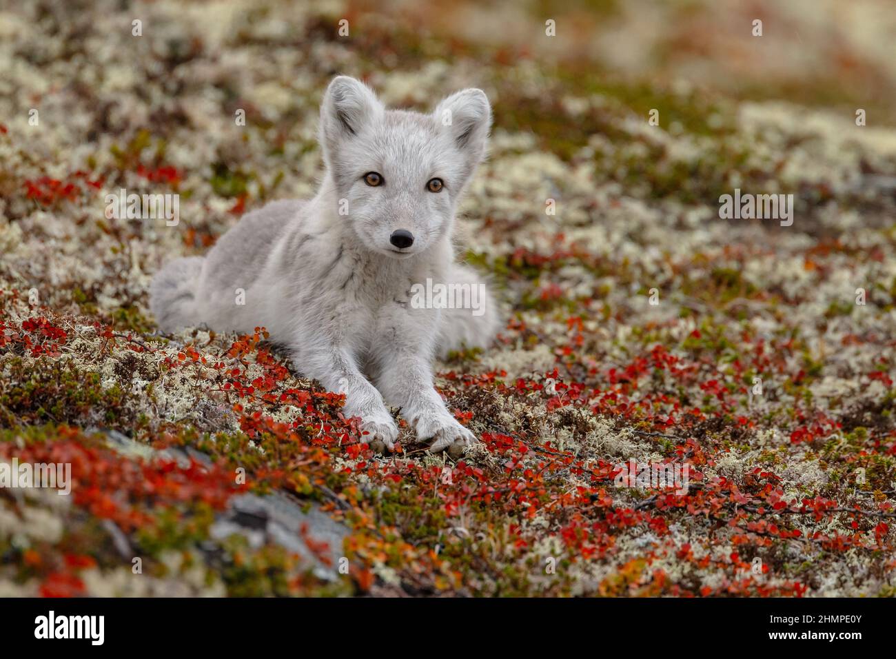 Arctic fox in nature Stock Photo - Alamy