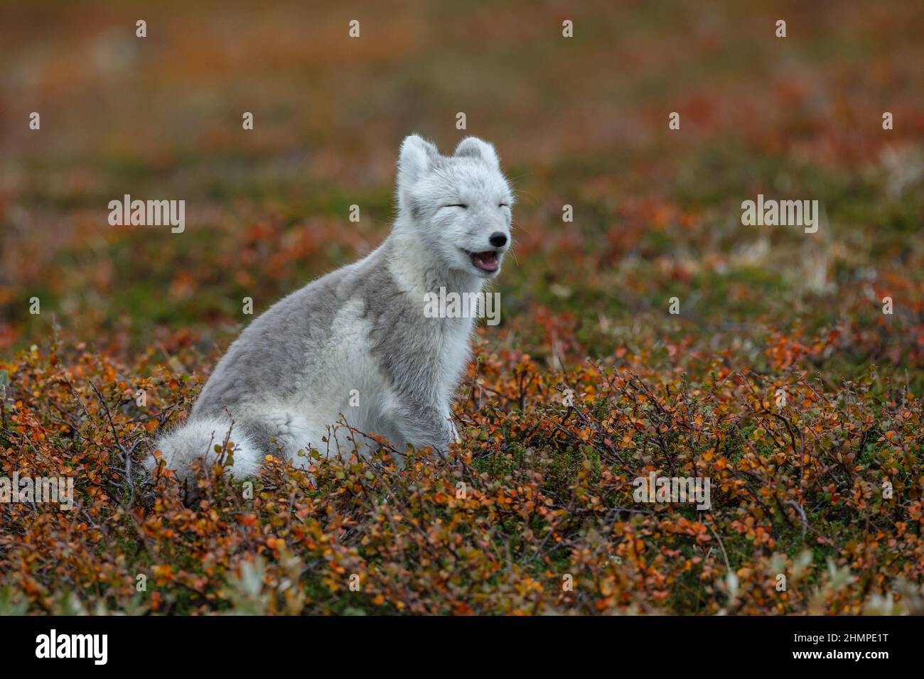 Arctic fox in nature Stock Photo - Alamy