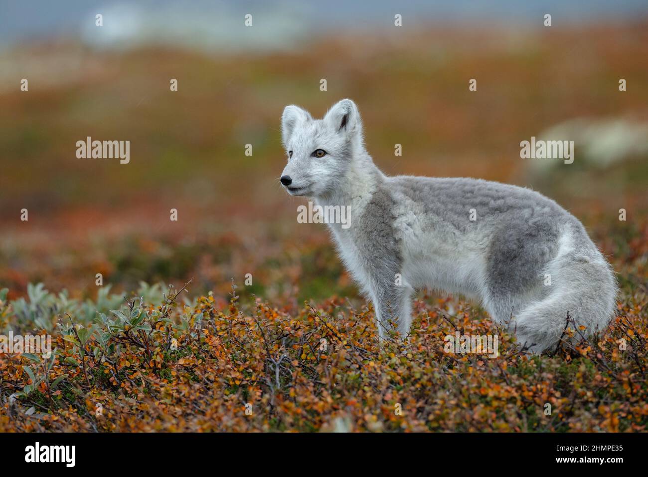 Arctic fox in nature Stock Photo - Alamy