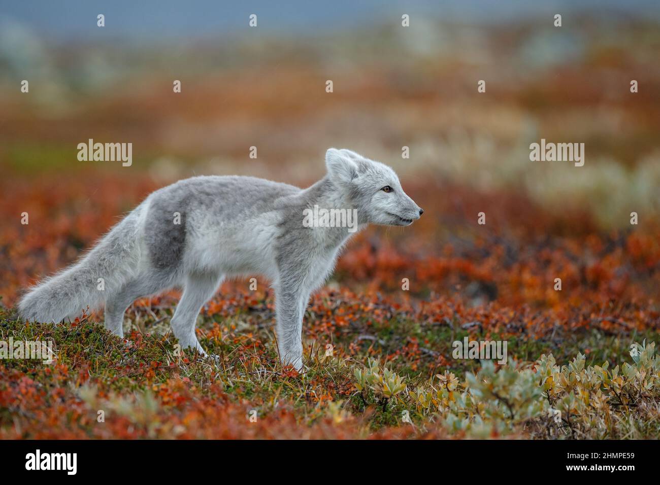 Arctic fox in nature Stock Photo - Alamy