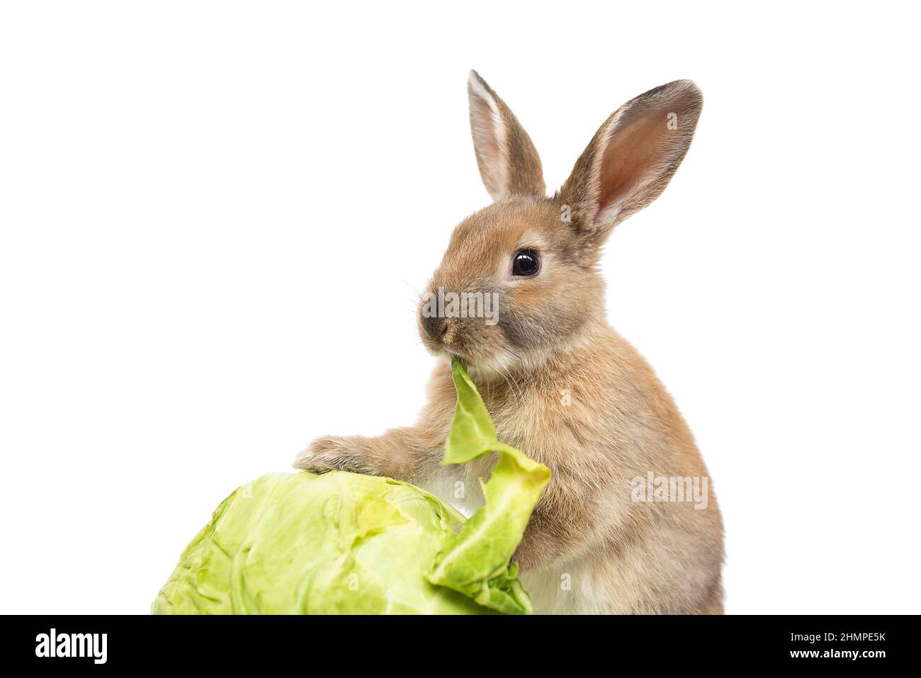 Rabbit with cabbage on white background Stock Photo - Alamy