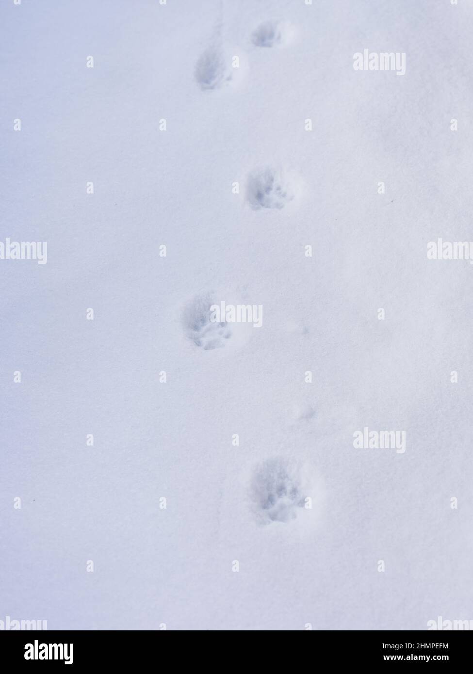 Cat footprints hi-res stock photography and images - Alamy