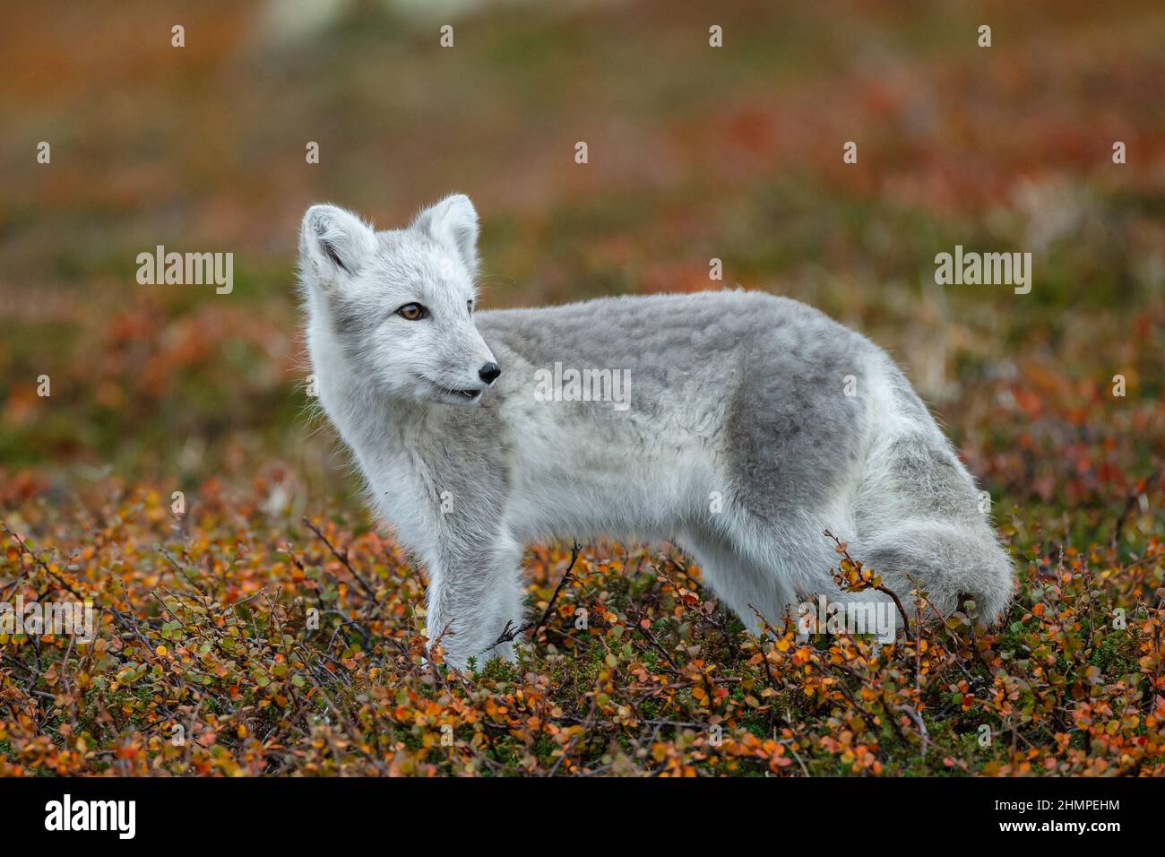 Arctic fox in nature Stock Photo - Alamy