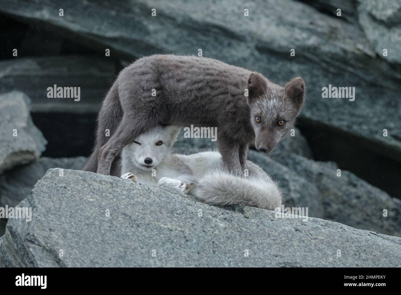 Arctic fox in nature Stock Photo - Alamy
