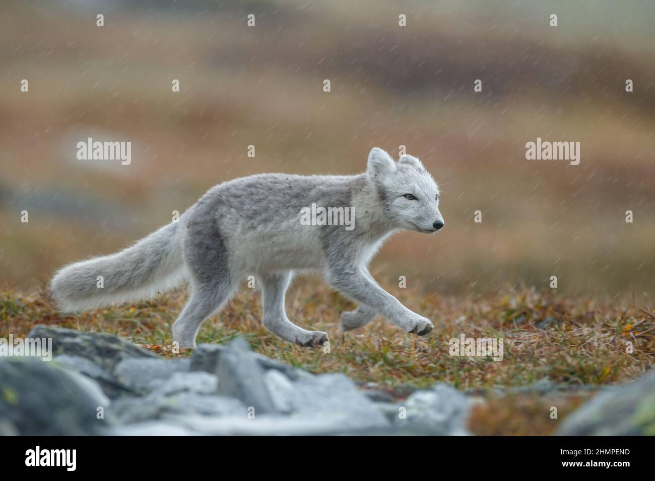 Arctic fox in nature Stock Photo - Alamy