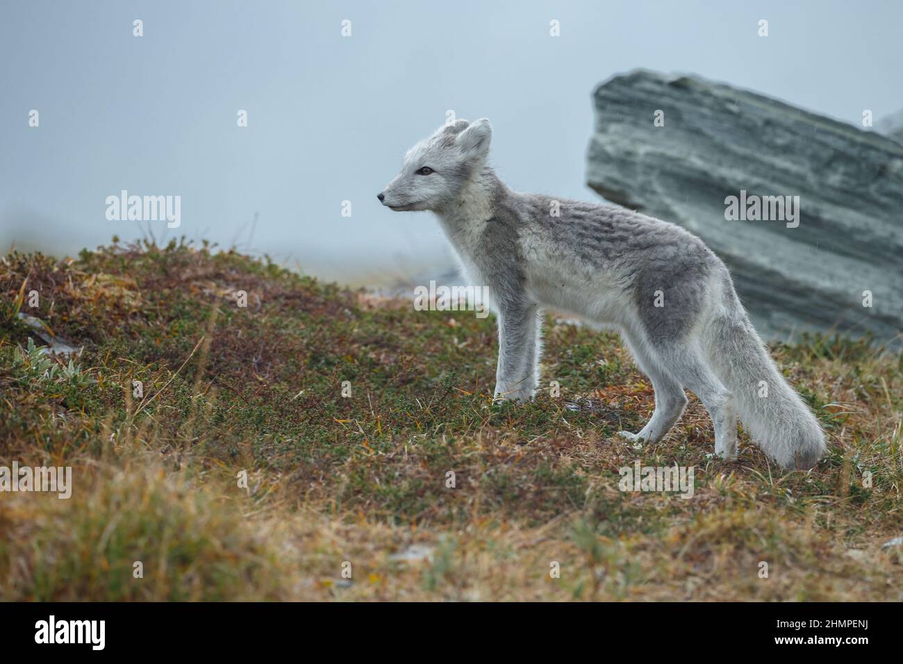 Arctic fox in nature Stock Photo - Alamy