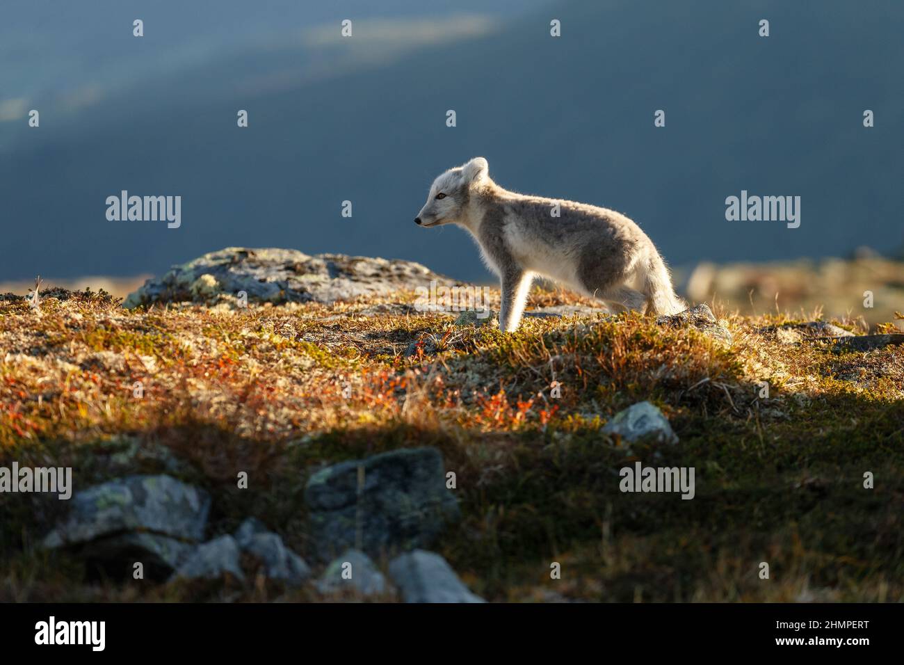 Arctic fox in nature Stock Photo - Alamy