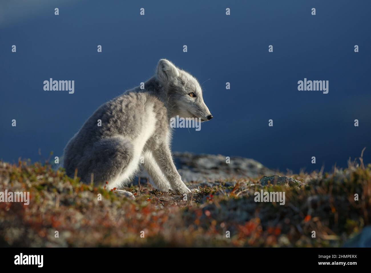 Arctic fox in nature Stock Photo - Alamy