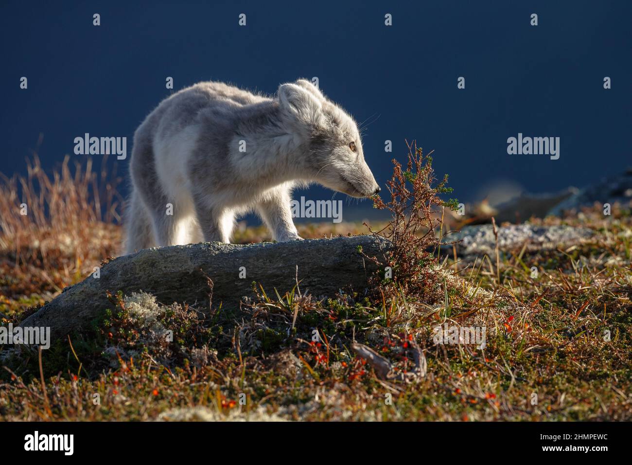 Arctic fox in nature Stock Photo - Alamy