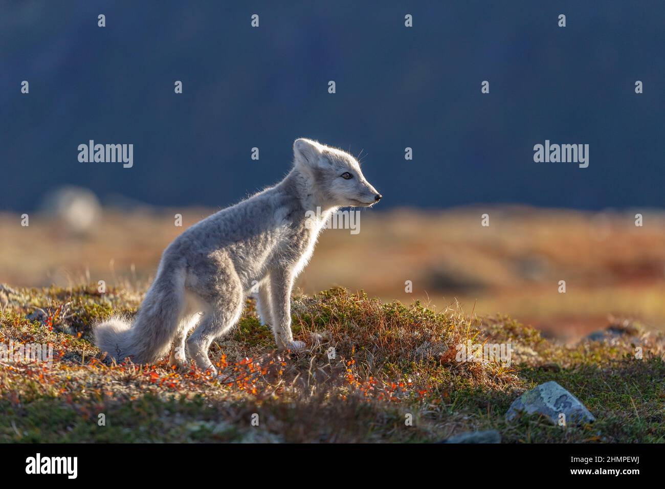 Arctic fox in nature Stock Photo - Alamy