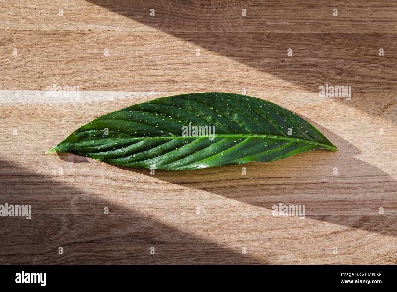 Flat lay view of green peace lily leaf with water drops and in sunlight ...