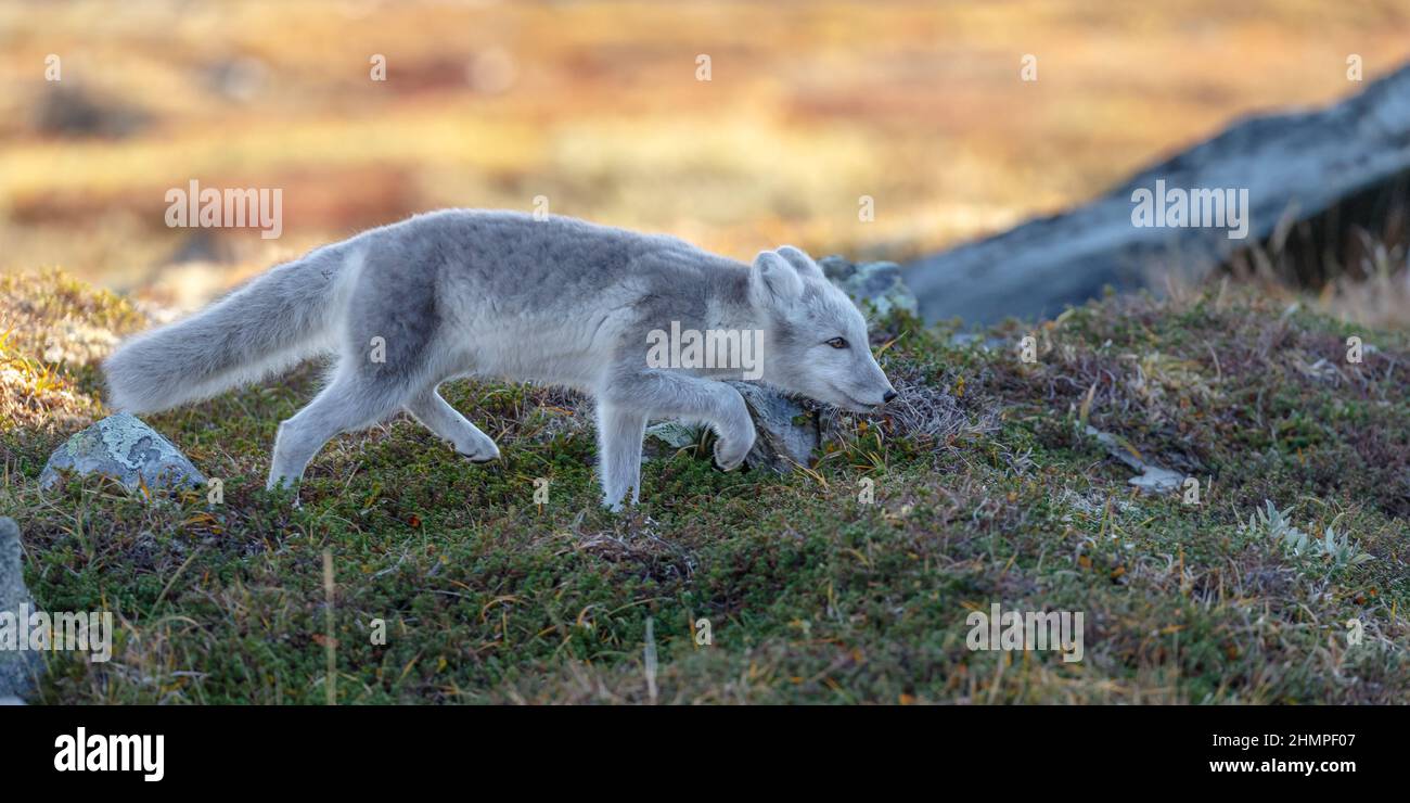 Arctic fox in nature Stock Photo - Alamy