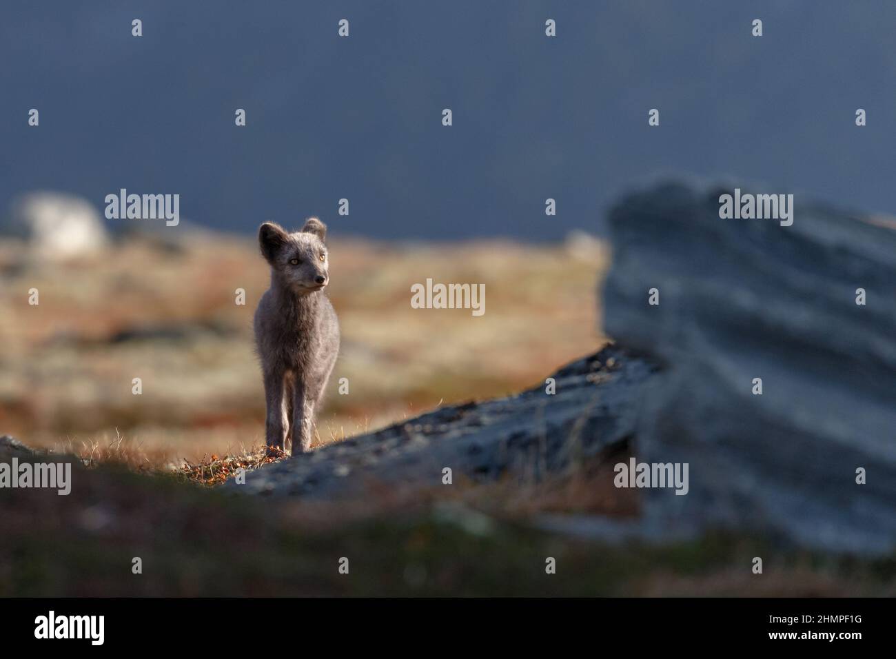 Arctic fox in nature Stock Photo - Alamy