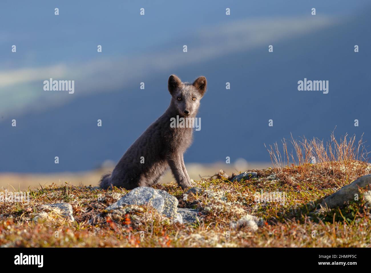 Arctic fox in nature Stock Photo - Alamy