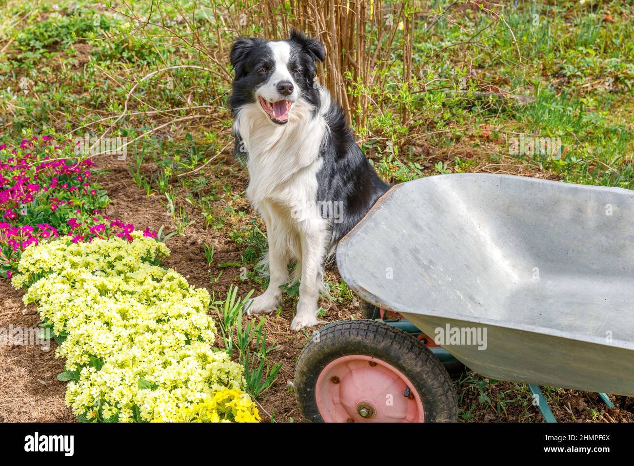 Outdoor portrait of cute dog border collie with wheelbarrow garden cart ...