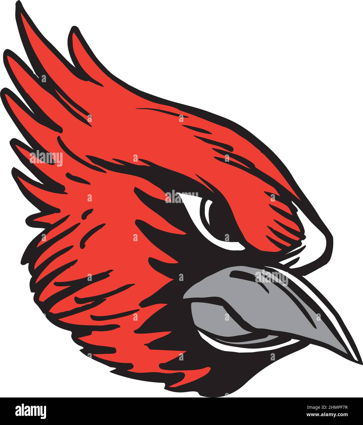 Cardinal Mascot Head Vector Illustration Stock Vector Image & Art - Alamy