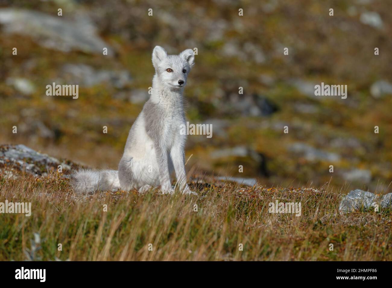 Arctic fox in nature Stock Photo - Alamy