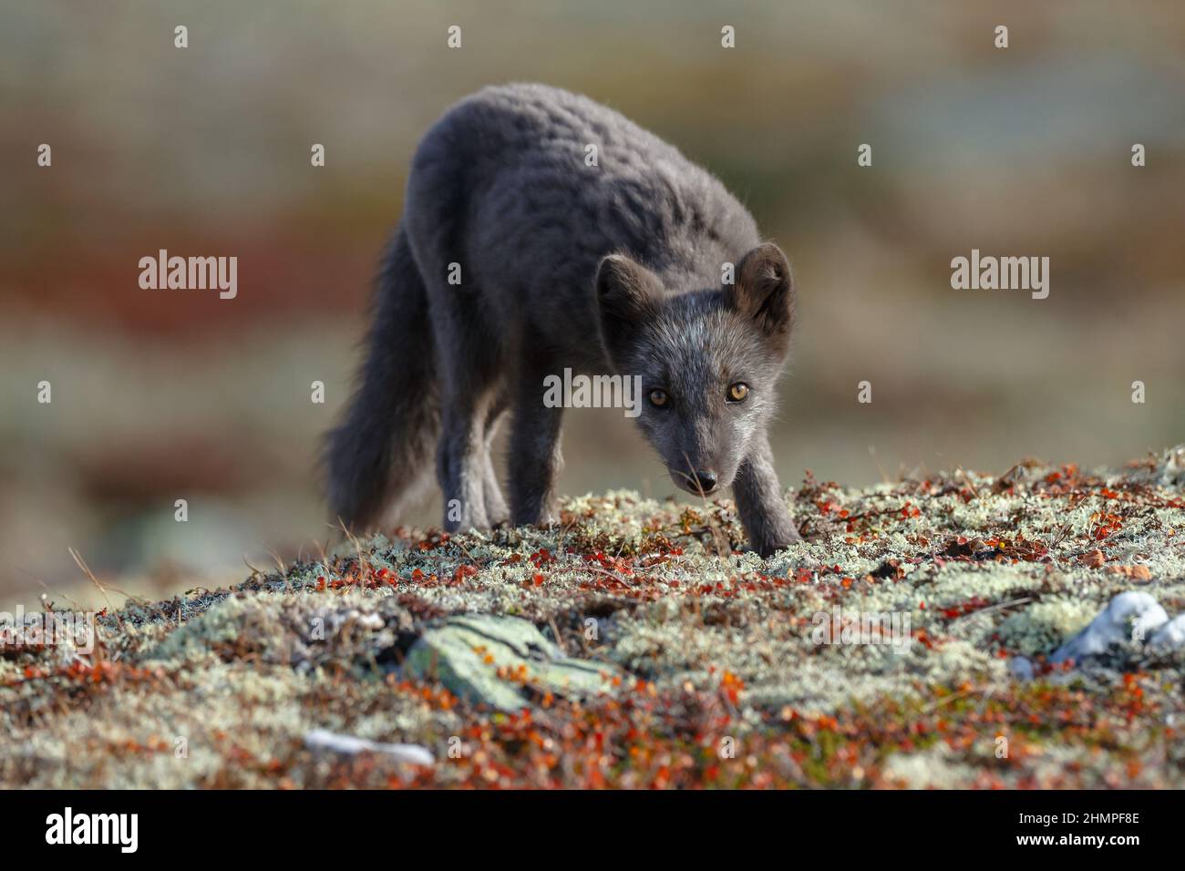 Arctic fox in nature Stock Photo - Alamy