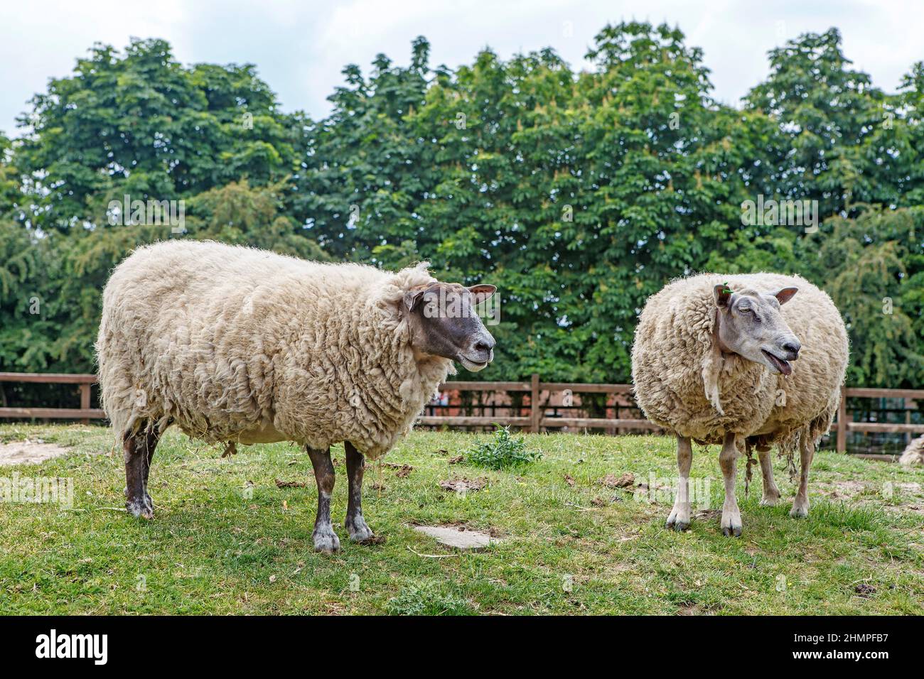 Idyllic rural view of pretty farmland and healthy livestock, in the ...
