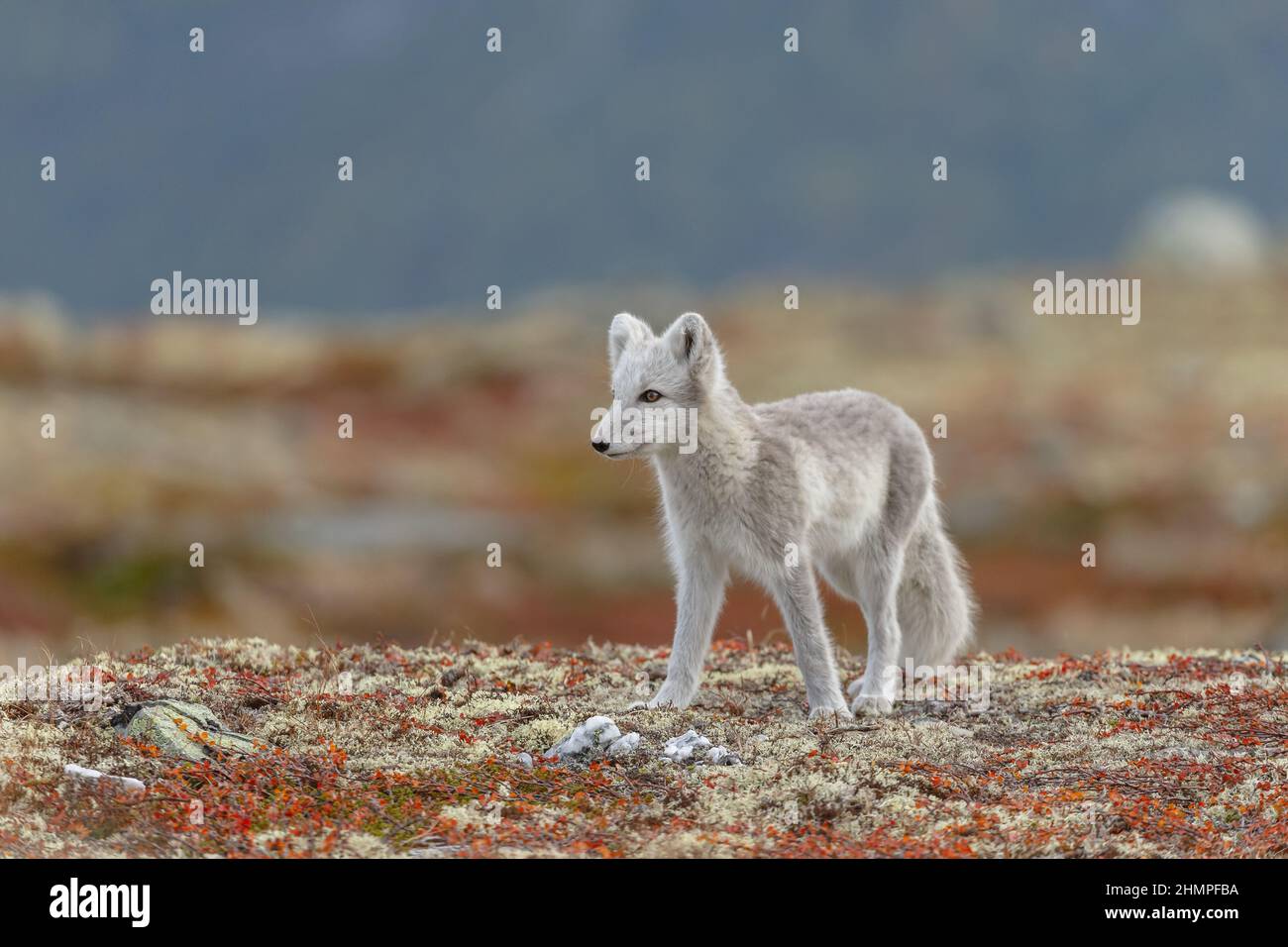 Arctic fox in nature Stock Photo - Alamy