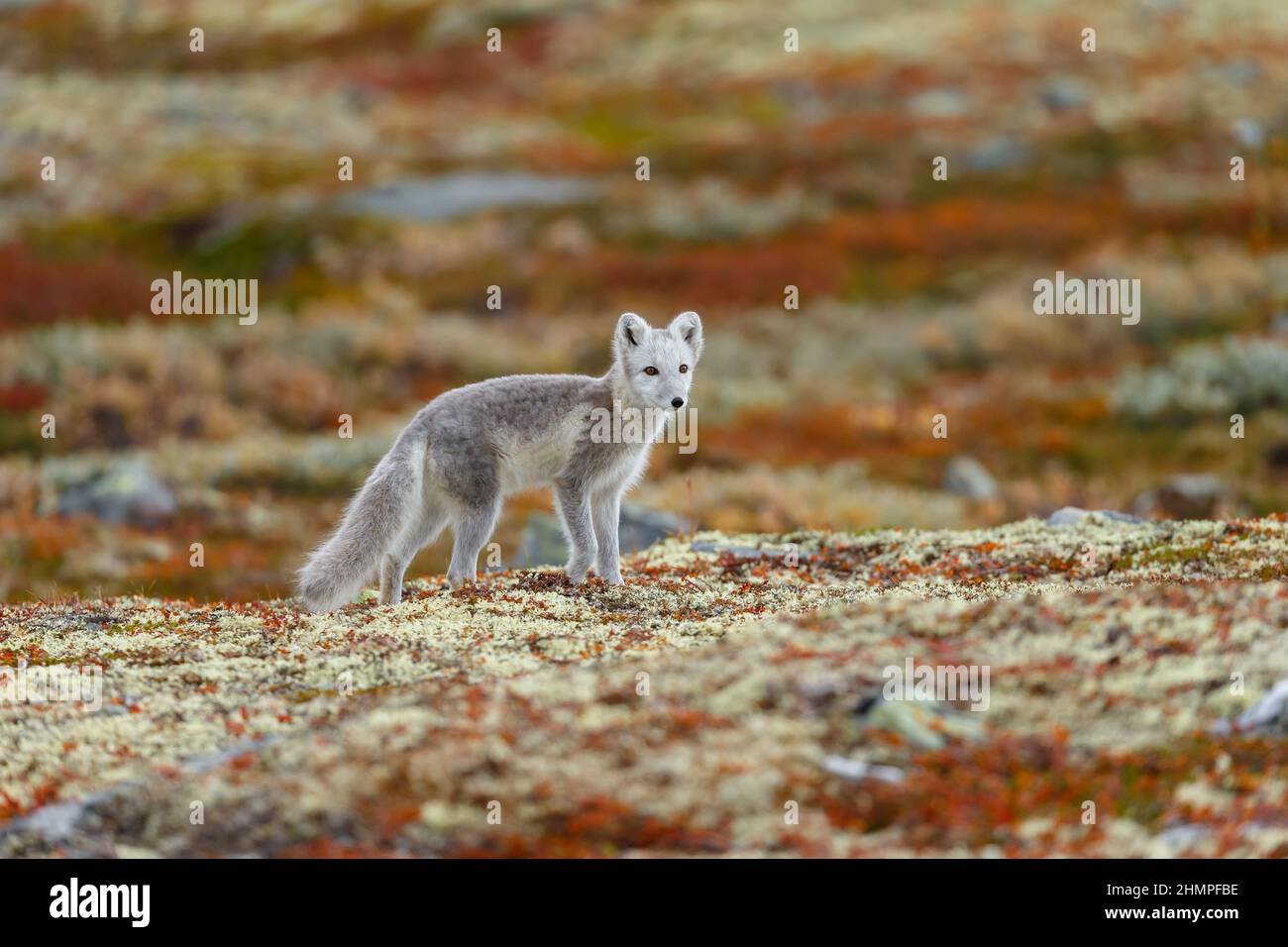 Arctic fox in nature Stock Photo - Alamy