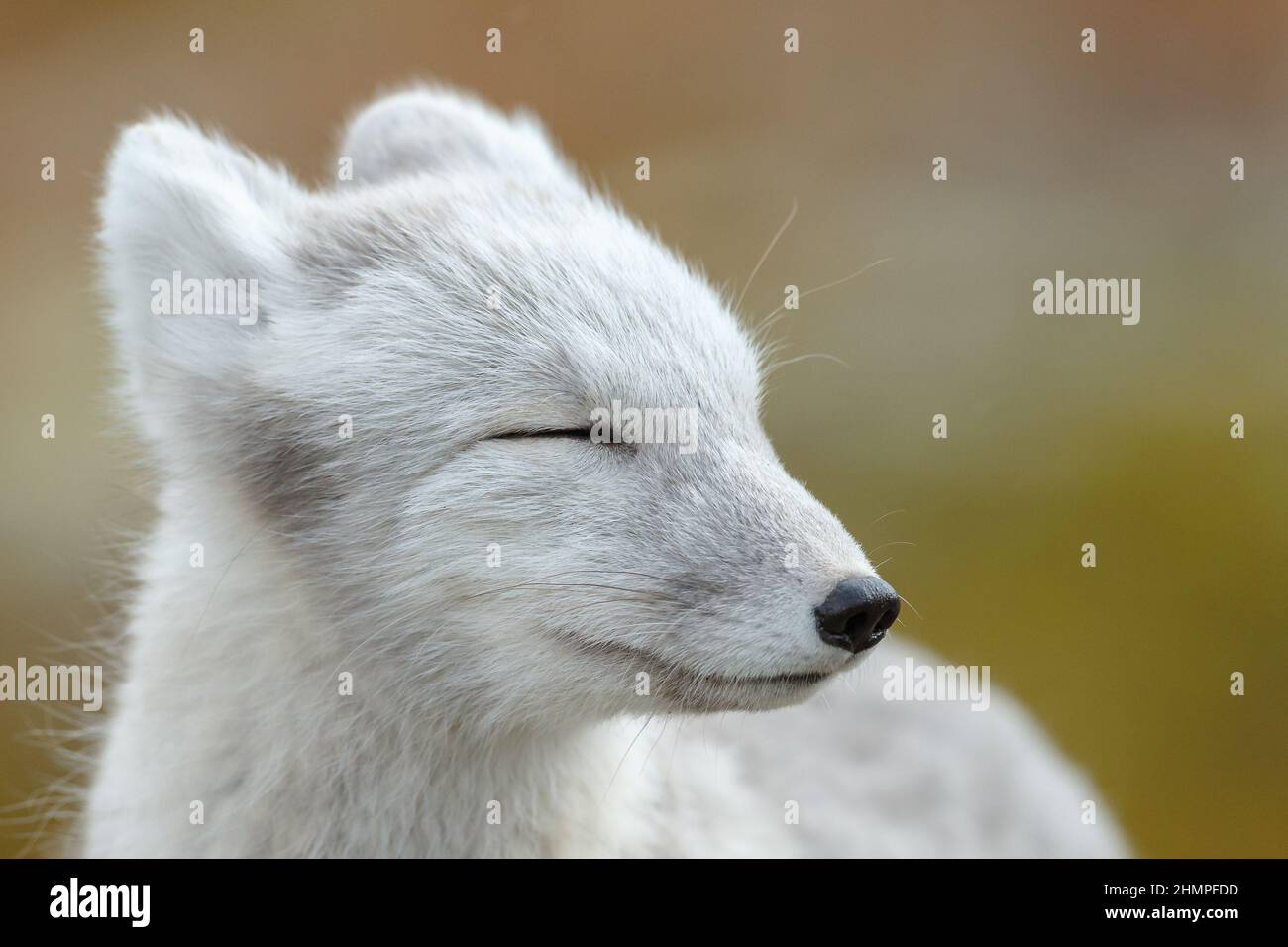 Arctic fox in nature Stock Photo - Alamy