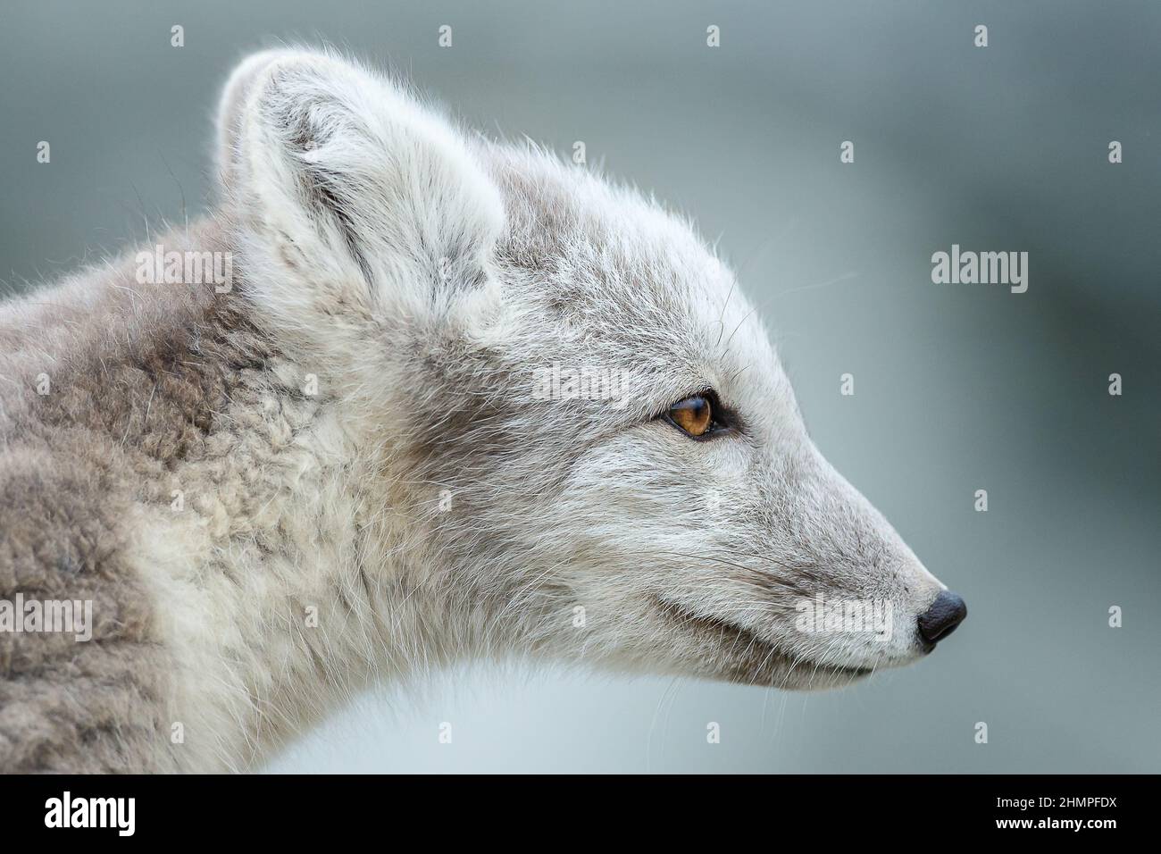 Arctic fox in nature Stock Photo - Alamy