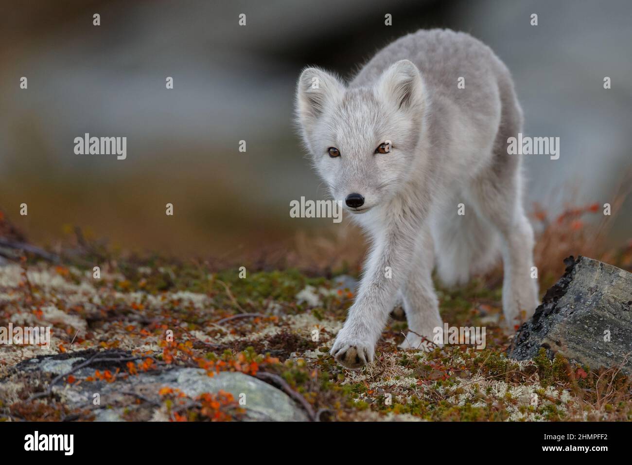 Arctic fox in nature Stock Photo - Alamy