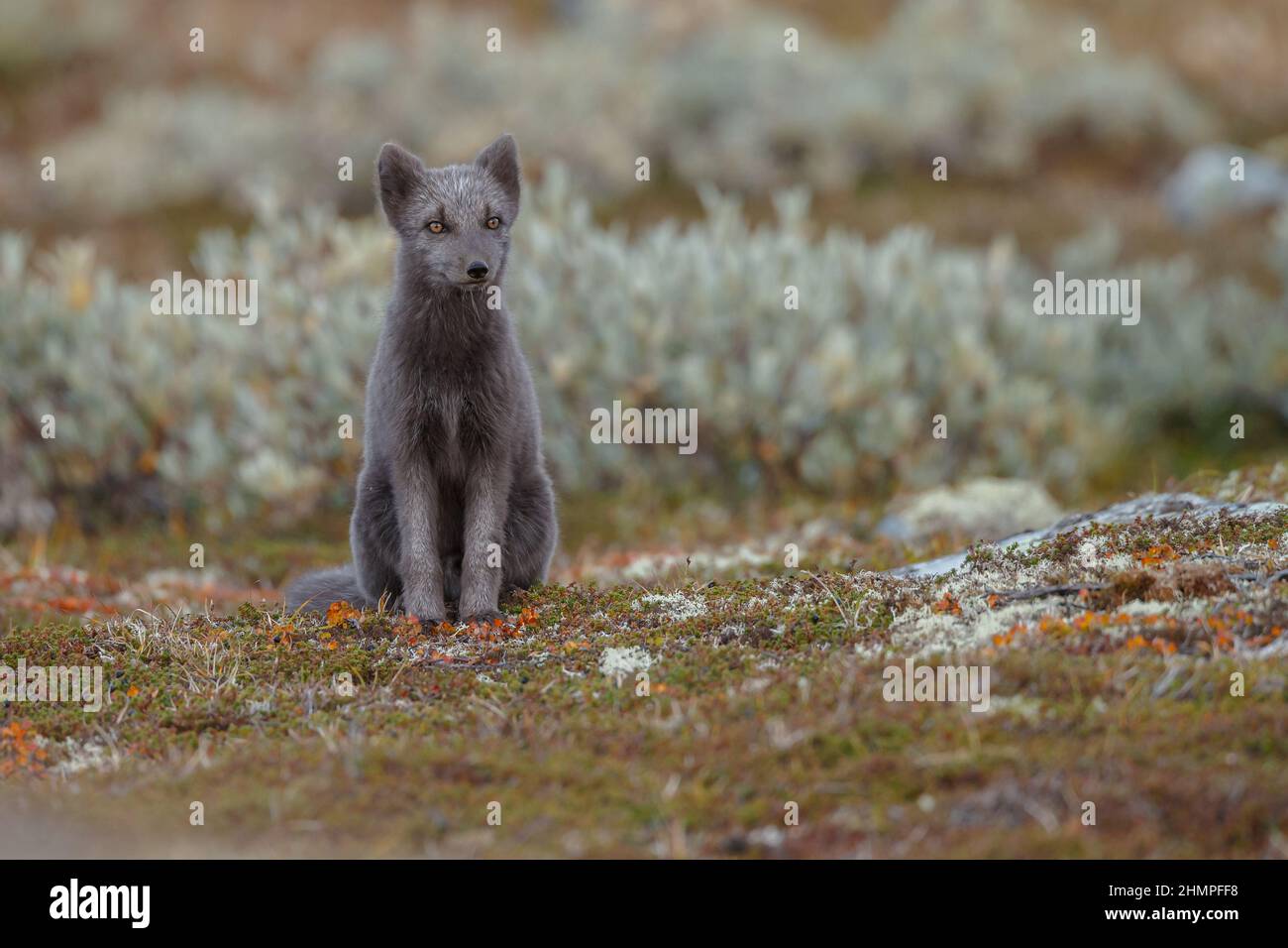 Arctic fox in nature Stock Photo - Alamy
