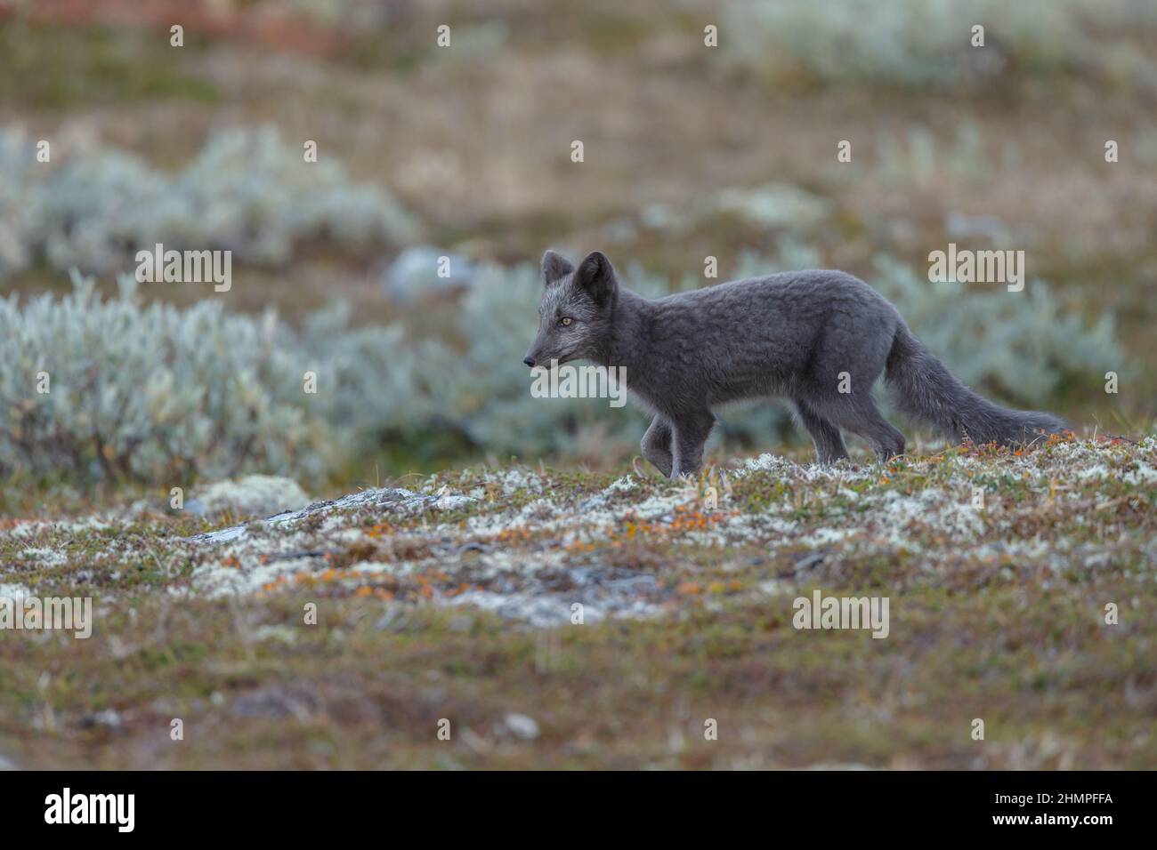 Arctic fox in nature Stock Photo - Alamy