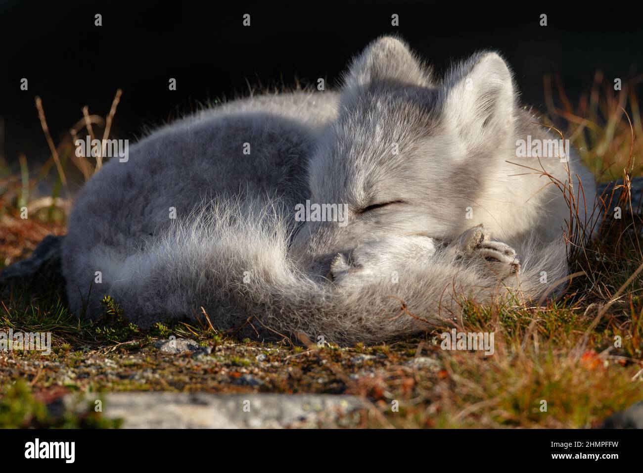 Arctic fox in nature Stock Photo - Alamy