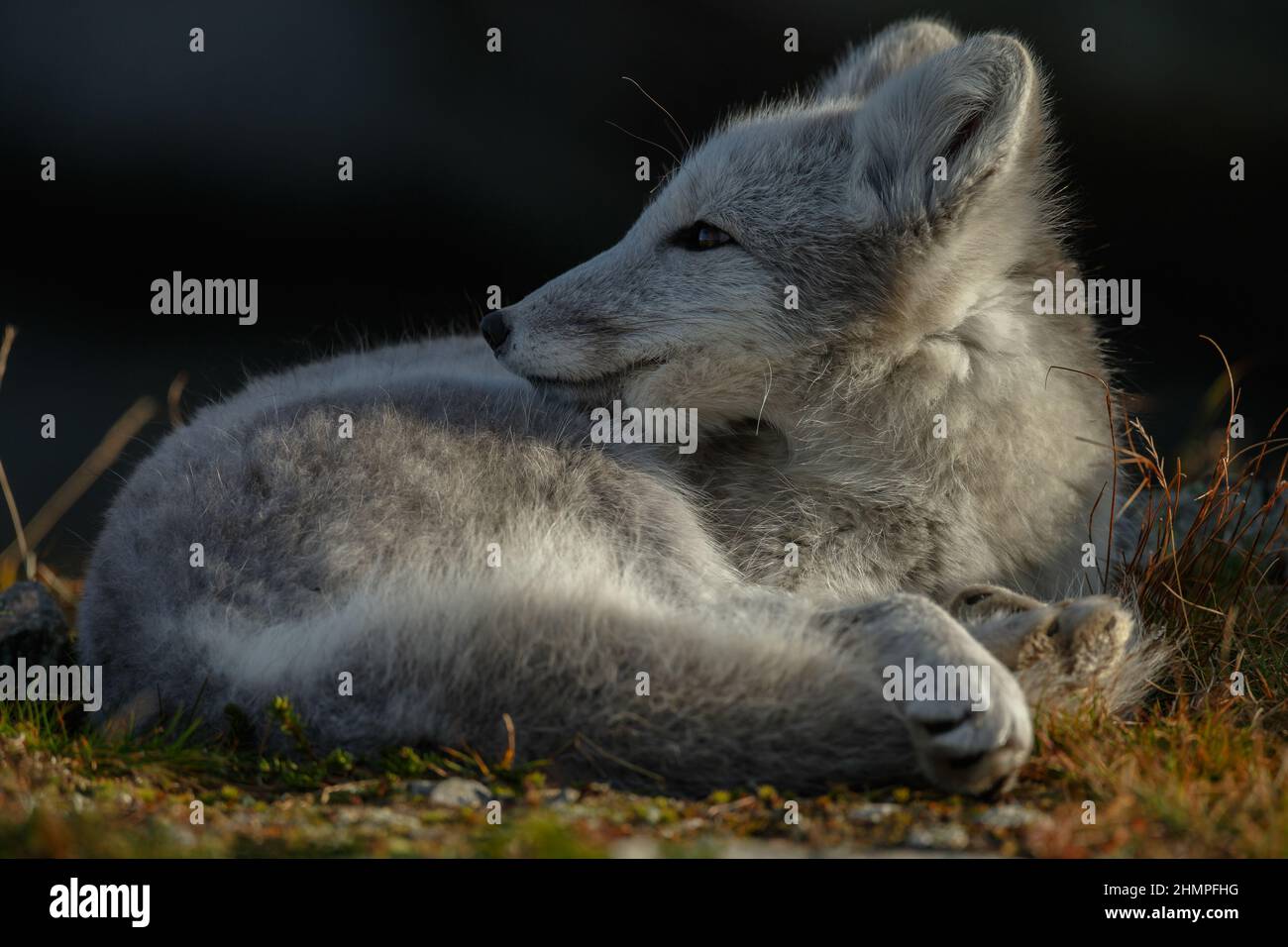 Arctic fox in nature Stock Photo - Alamy