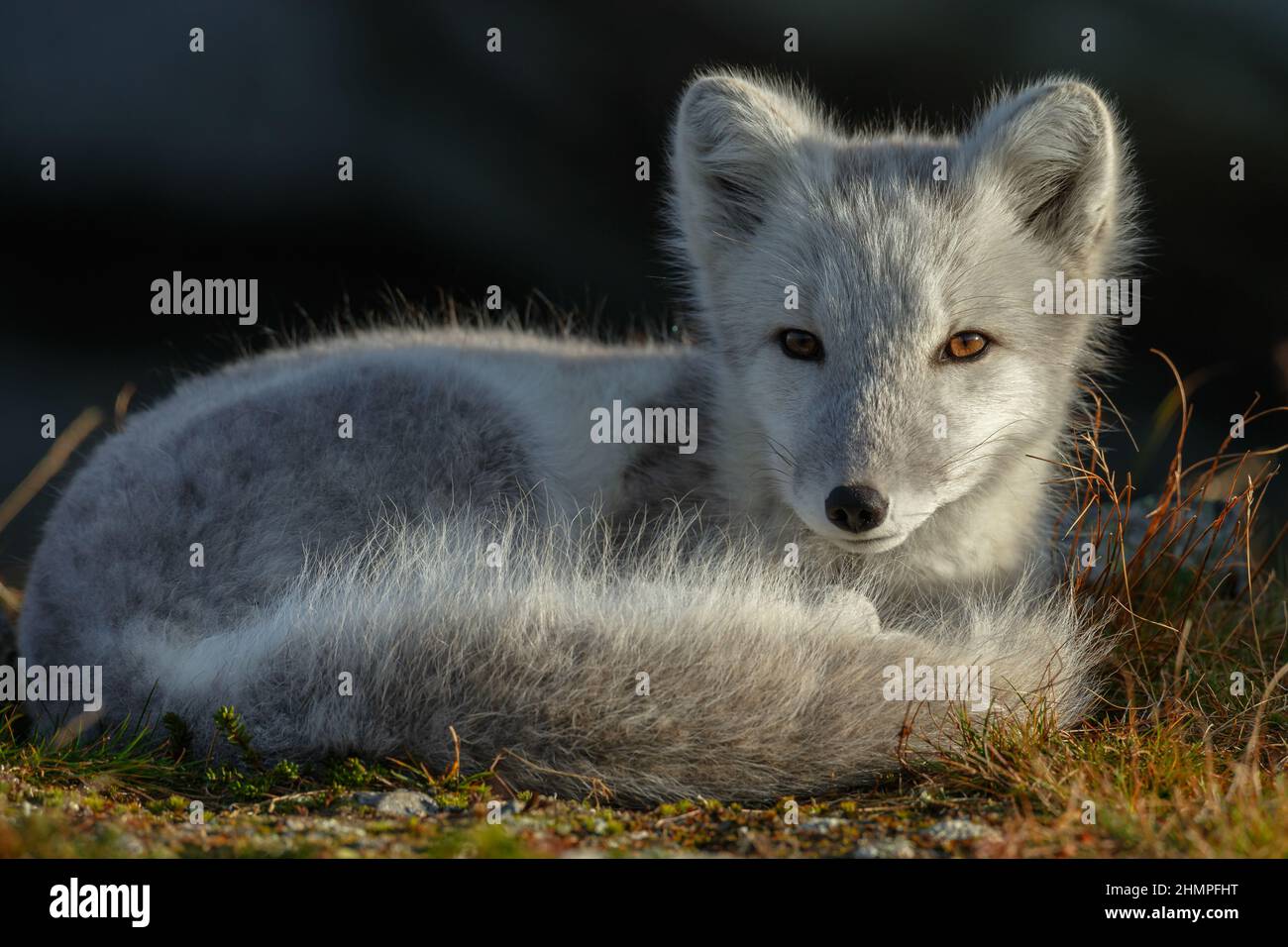 Arctic fox in nature Stock Photo - Alamy