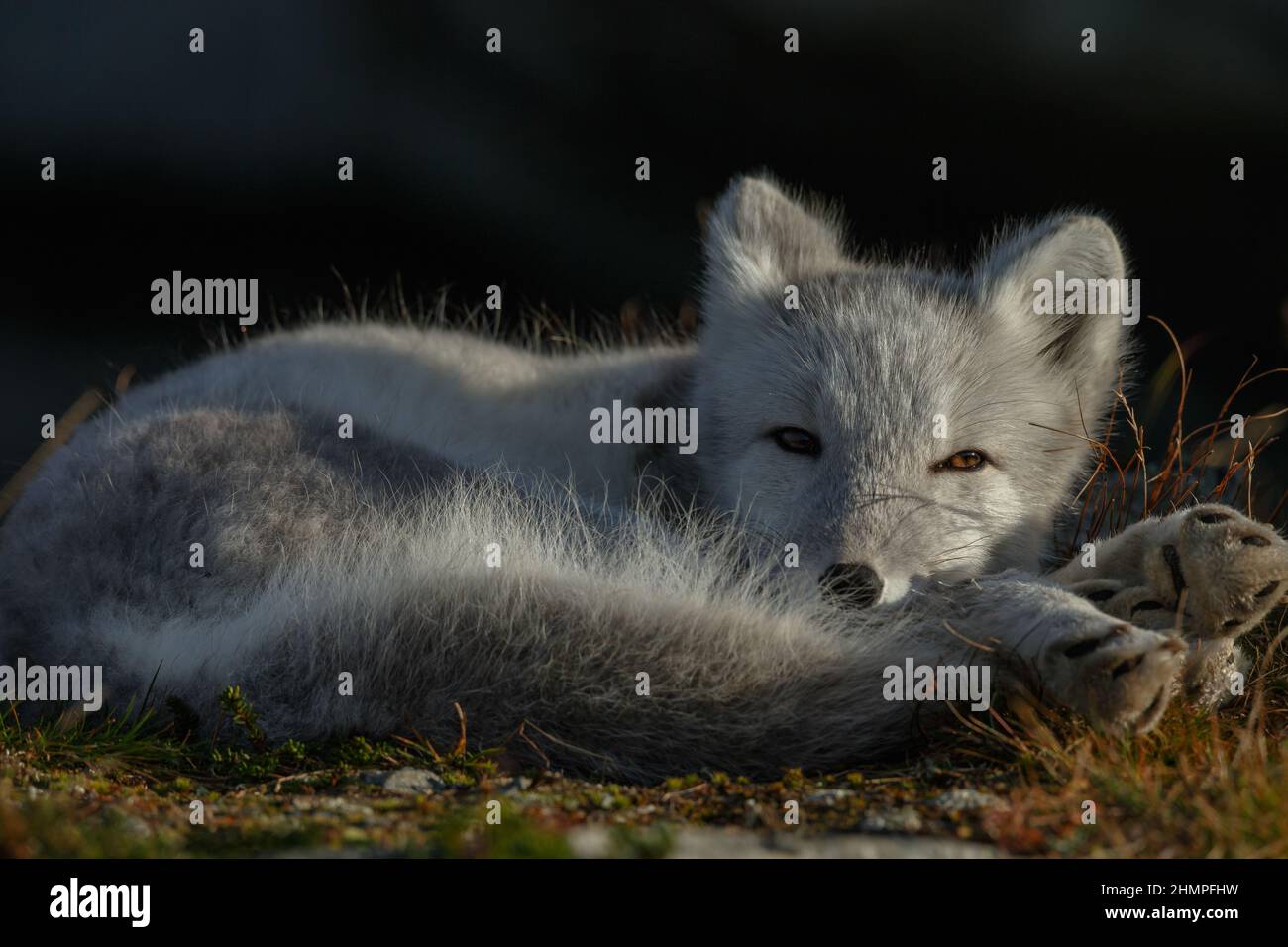 Arctic fox in nature Stock Photo - Alamy