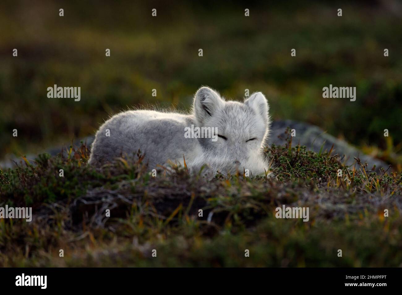 Arctic fox in nature Stock Photo - Alamy