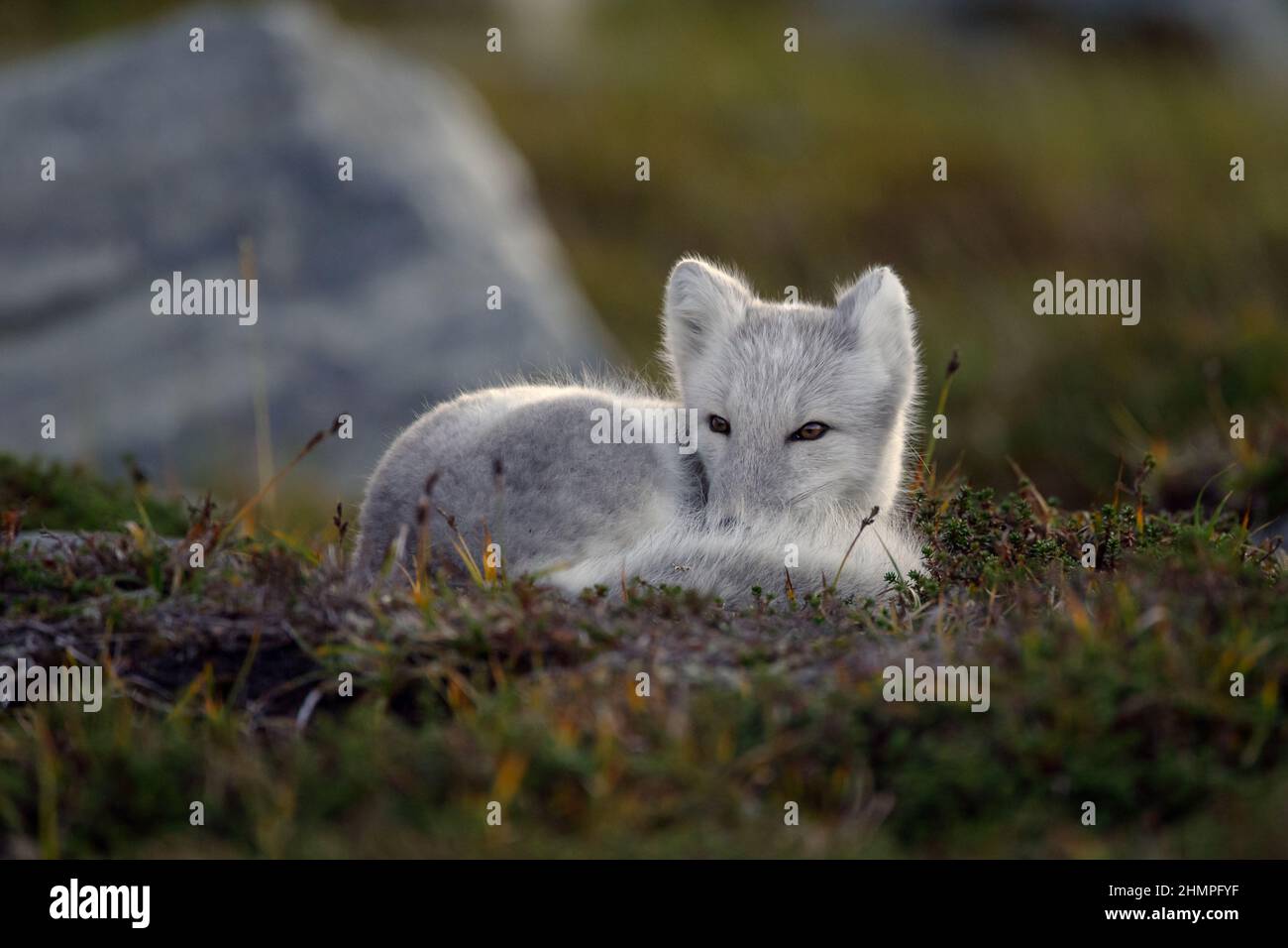 Arctic fox in nature Stock Photo - Alamy
