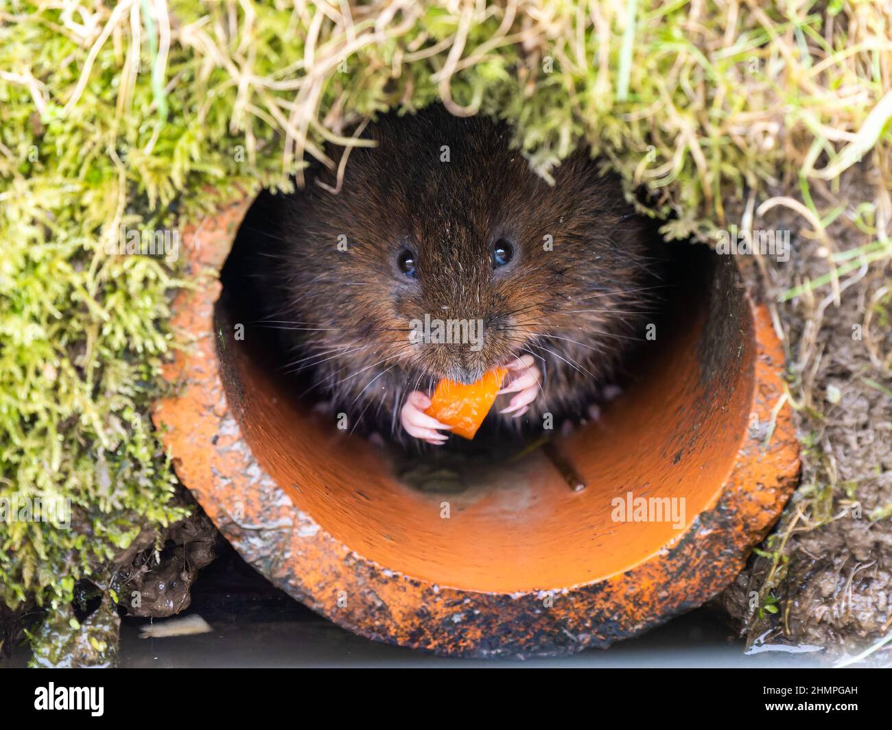 Water Vole eating in a Hole Stock Photo - Alamy