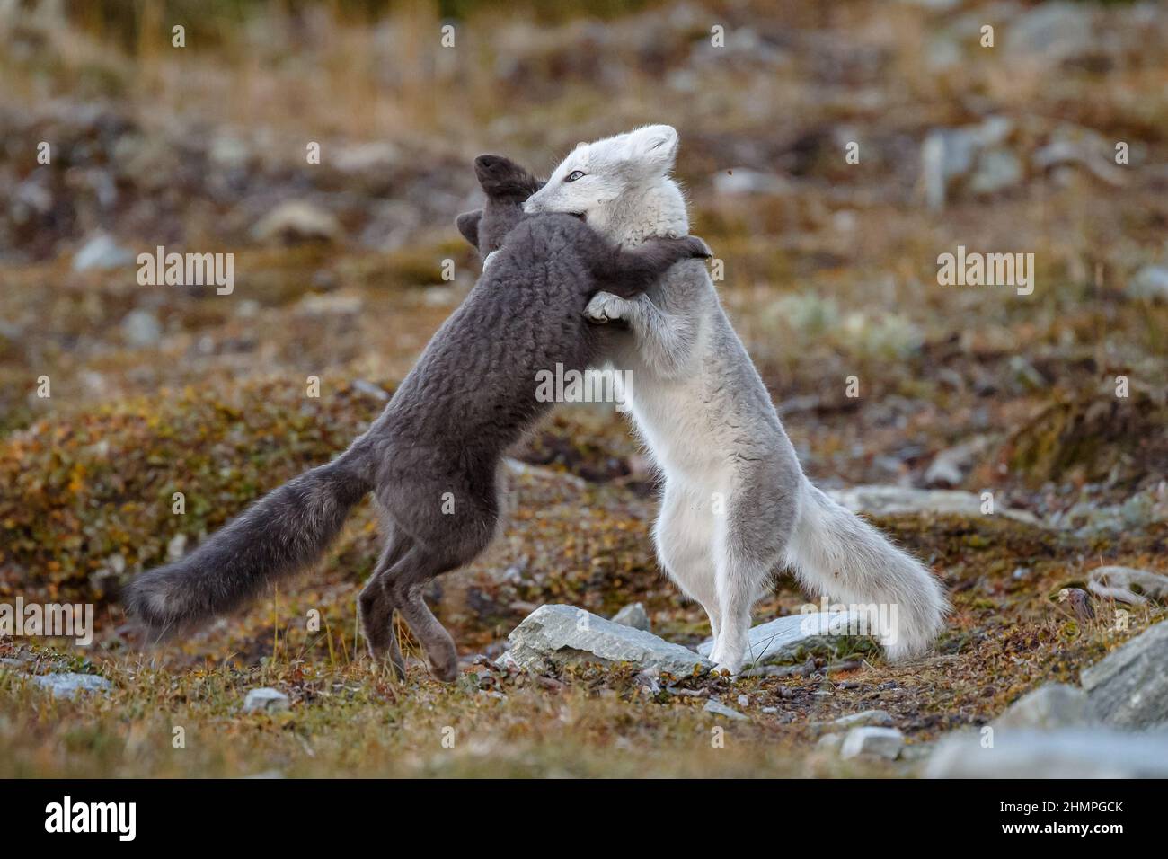 Arctic fox in nature Stock Photo - Alamy