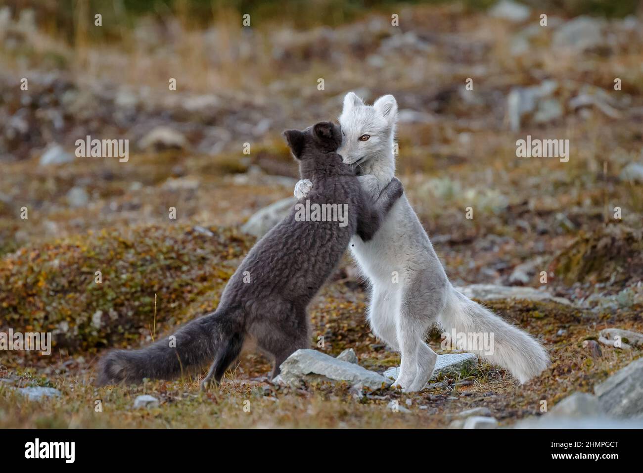 Arctic fox in nature Stock Photo - Alamy