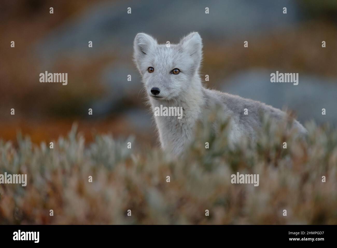 Arctic fox in nature Stock Photo - Alamy