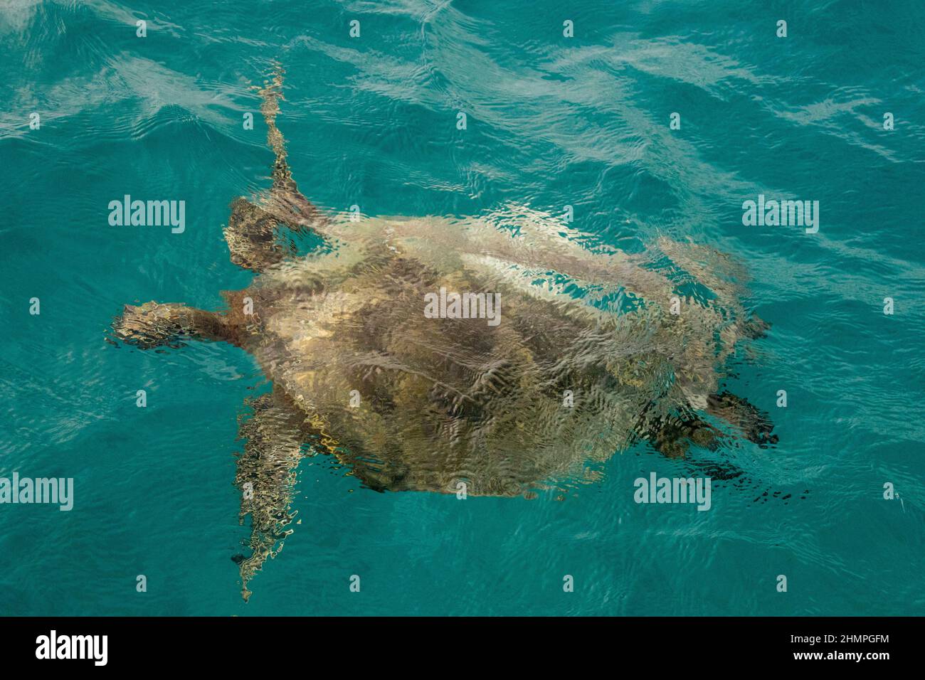 Green sea turtle, Oahu, Hawaii Stock Photo - Alamy
